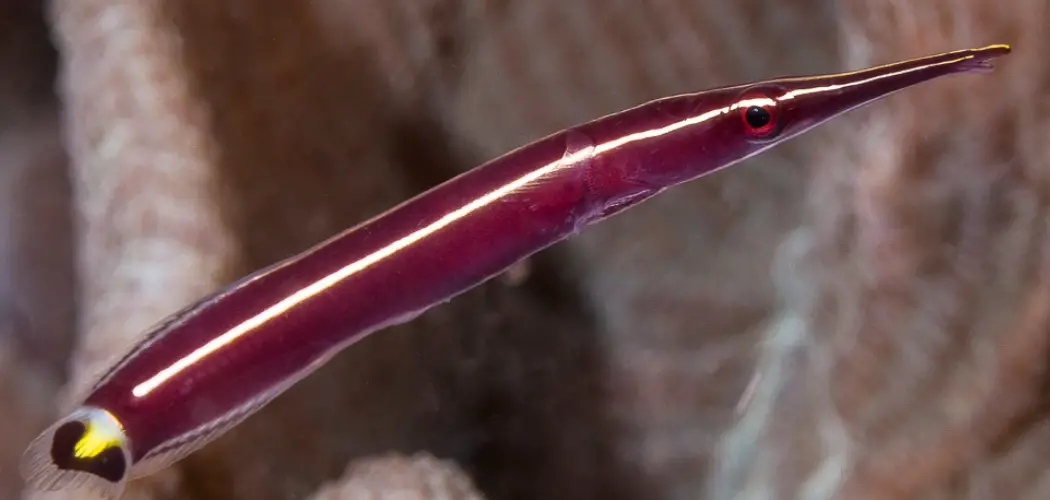 Clingfish Spiritual Meaning, Symbolism and Totem (2025)