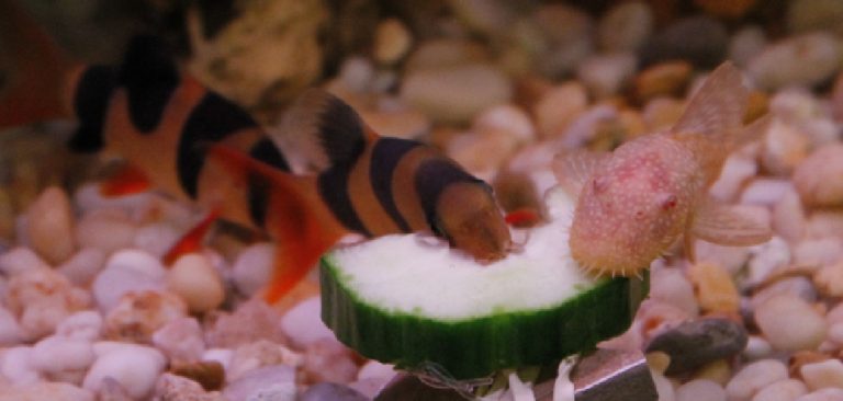 Clown Loach Spiritual Meaning, Symbolism and Totem (2026)