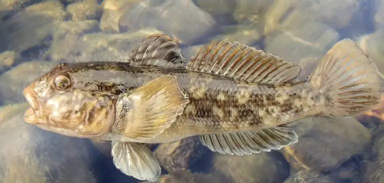 Goby Spiritual Meaning, Symbolism and Totem Explained (2025)