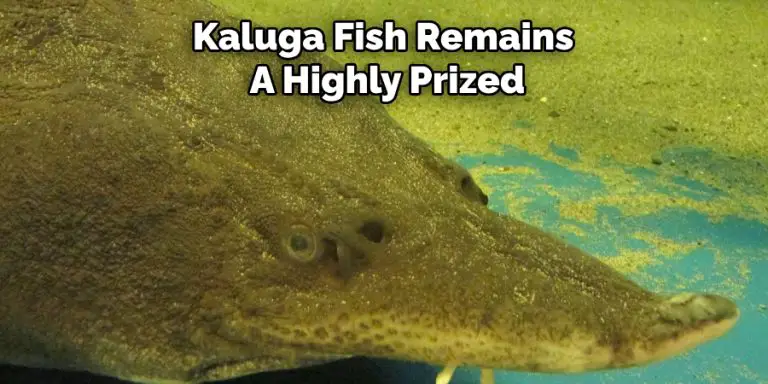 Kaluga Fish Spiritual Meaning, Symbolism and Totem (2025)