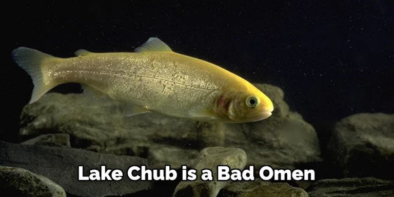 Lake Chub Spiritual Meaning, Symbolism and Totem (2025)