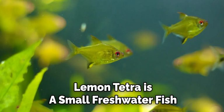 Lemon Tetra Spiritual Meaning, Symbolism and Totem (2025)