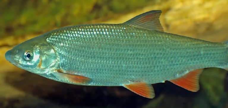 Nase Fish Spiritual Meaning, Symbolism and Totem (2025)