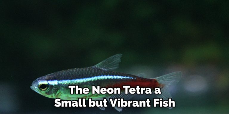 Neon Tetra Spiritual Meaning, Symbolism and Totem (2026)