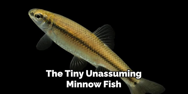 Minnow Spiritual Meaning, Symbolism and Totem Explained (2025)