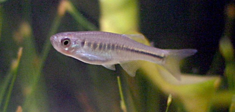 Devario Spiritual Meaning, Symbolism and Totem Explained (2025)