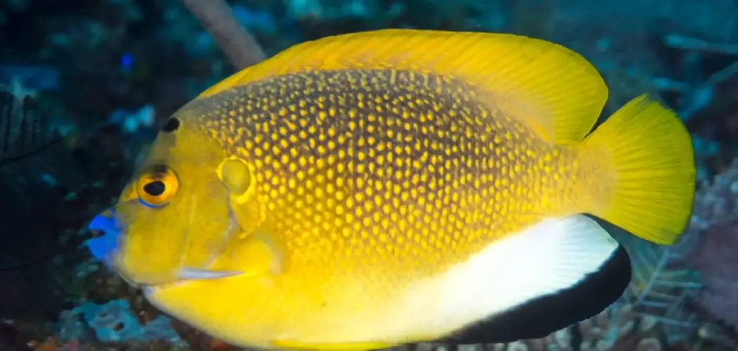 Flagfin Spiritual Meaning, Symbolism and Totem | Explanation