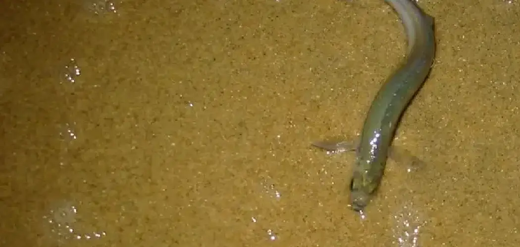 Grunion Spiritual Meaning, Symbolism and Totem Explained (2025)