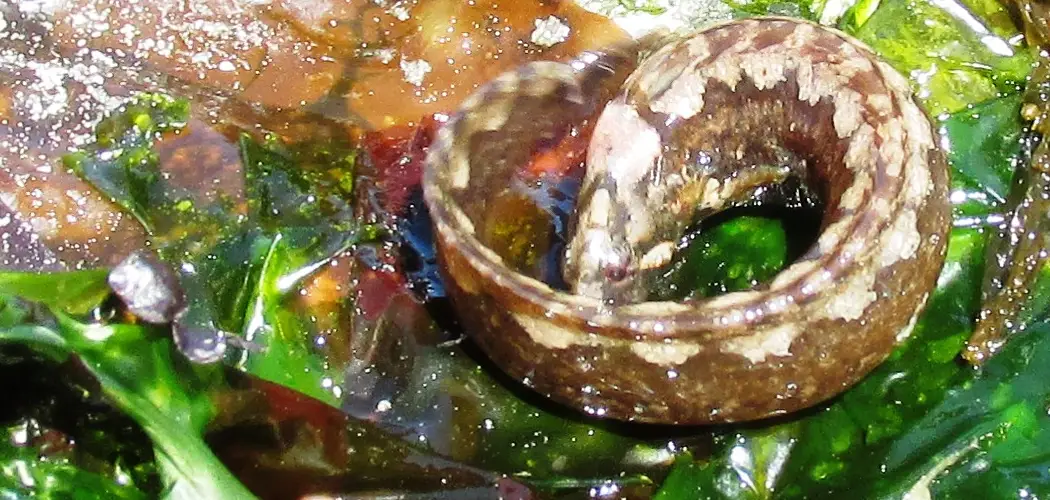 Gunnel Spiritual Meaning, Symbolism and Totem Explained (2025)