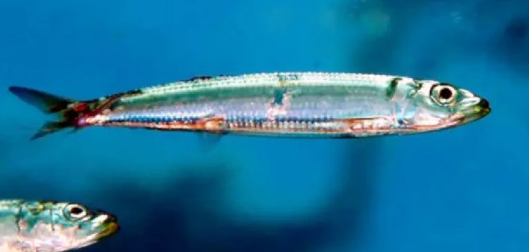 Round Herring Spiritual Meaning, Symbolism and Totem | Explained