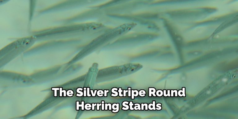 Round Herring Spiritual Meaning, Symbolism and Totem | Explained