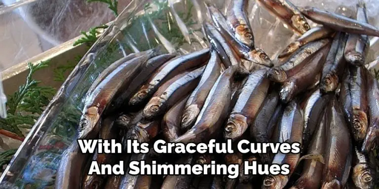 Round Herring Spiritual Meaning, Symbolism and Totem | Explained