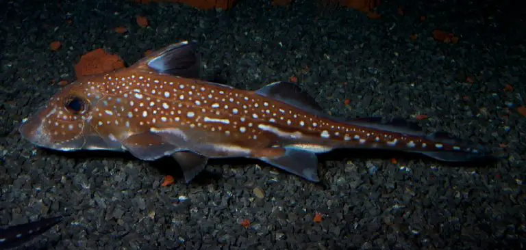 Ratfish Spiritual Meaning, Symbolism and Totem Explanation