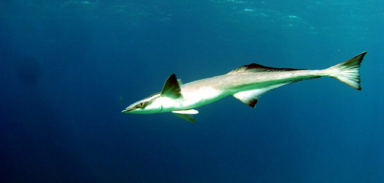 Remora Spiritual Meaning, Symbolism and Totem | Explained (2025)