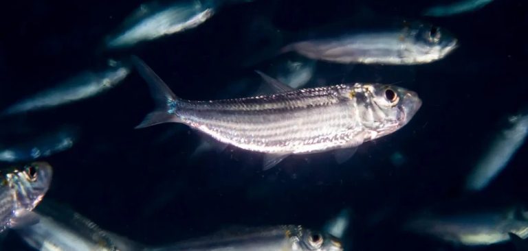 Silverside Spiritual Meaning, Symbolism and Totem Explained