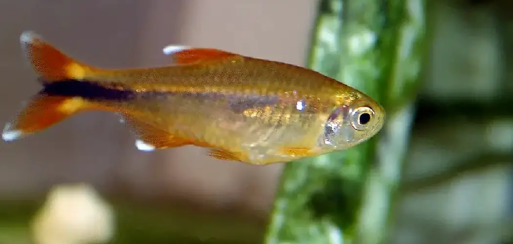 Silvertip Tetra Spiritual Meaning, Symbolism and Totem Explained