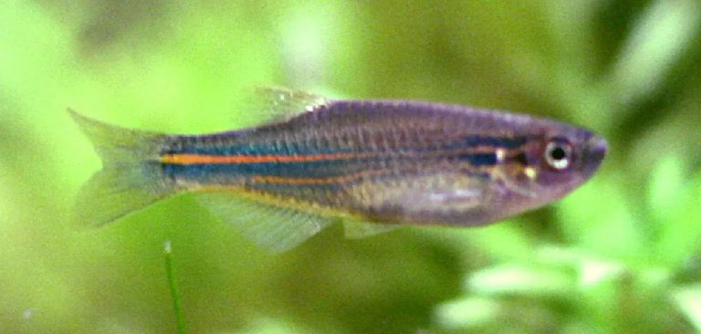 Sind danio Spiritual Meaning, Symbolism and Totem | Explained