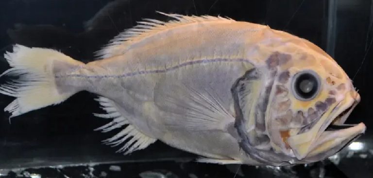 Slimehead Spiritual Meaning, Symbolism and Totem | Explained