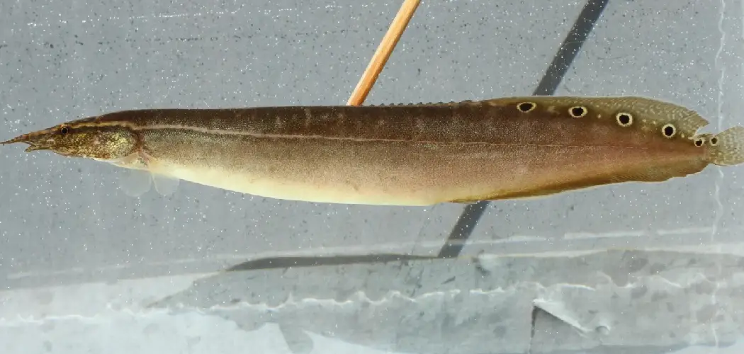 Spiny Eel Fish Spiritual Meaning, Symbolism and Totem Explained