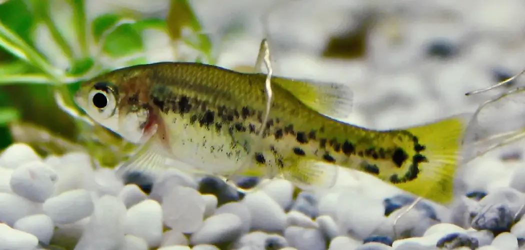 Splitfin Spiritual Meaning, Symbolism and Totem Explained (2025)