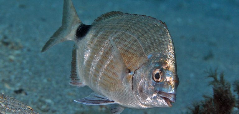 Spottail Pinfish Spiritual Meaning, Symbolism and Totem (2025)