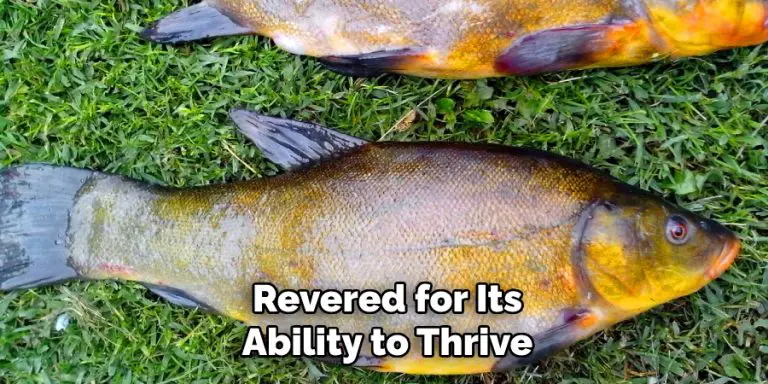 Tench Spiritual Meaning, Symbolism and Totem | Explained