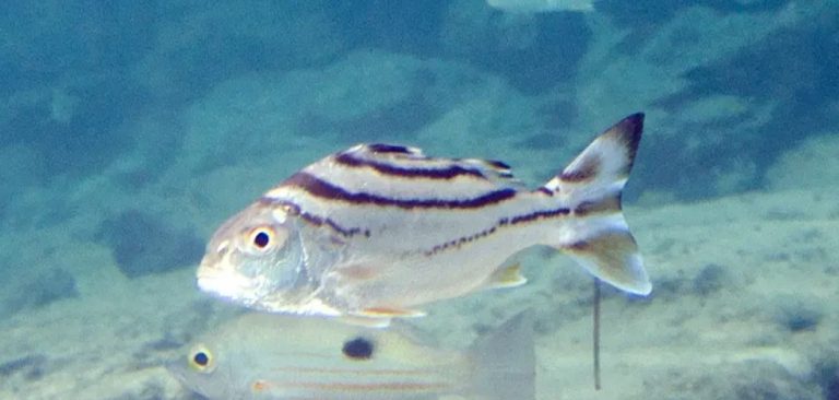 Thornfish Spiritual Meaning, Symbolism and Totem (2026)