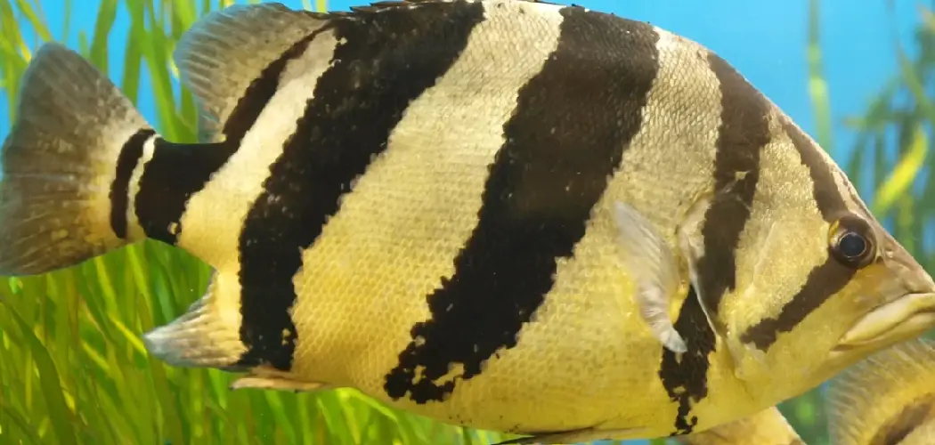 Tigerperch Spiritual Meaning, Symbolism and Totem (2025)