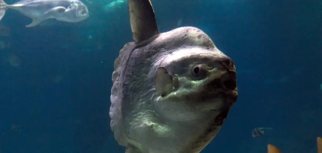 Ocean Sunfish Spiritual Meaning, Symbolism and Totem (2026)