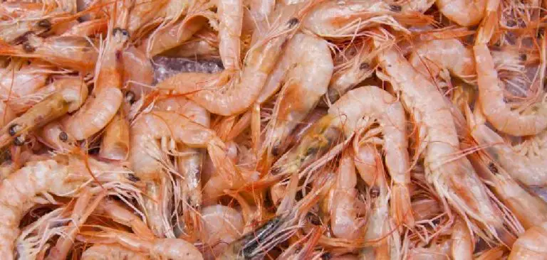 Flower Prawn Spiritual Meaning, Symbolism and Totem (2025)