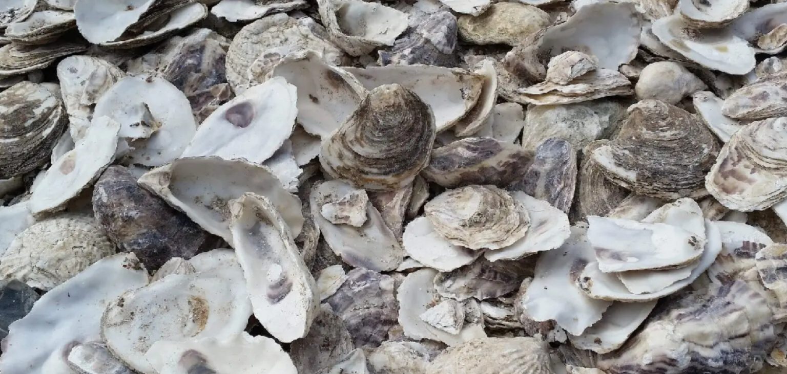 Ostrea Edulis Spiritual Meaning, Symbolism and Totem (2025)