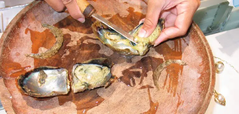 Pearl Oyster Spiritual Meaning, Symbolism and Totem (2026)