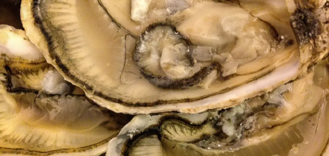 Crassostrea Oyster Spiritual Meaning, Symbolism and Totem (2025)