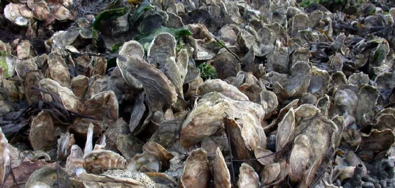 Eastern Oyster Spiritual Meaning, Symbolism and Totem (2025)