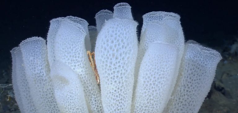 Glass Sponge Spiritual Meaning, Symbolism and Totem (2025)