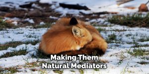 Red Fox Spiritual Meaning, Symbolism and Totem (2026)