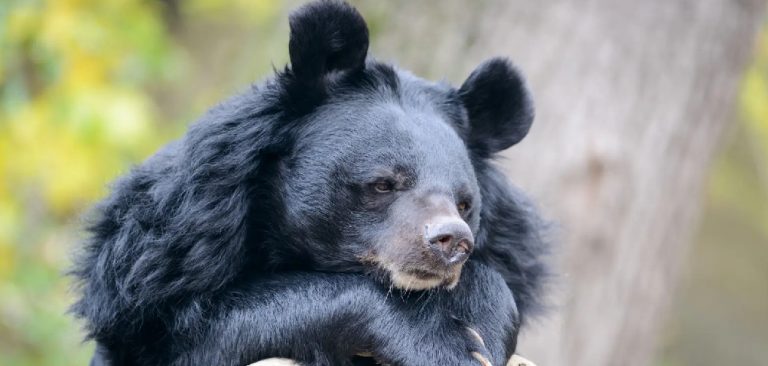 Moon Bear Spiritual Meaning, Symbolism and Totem (2026)