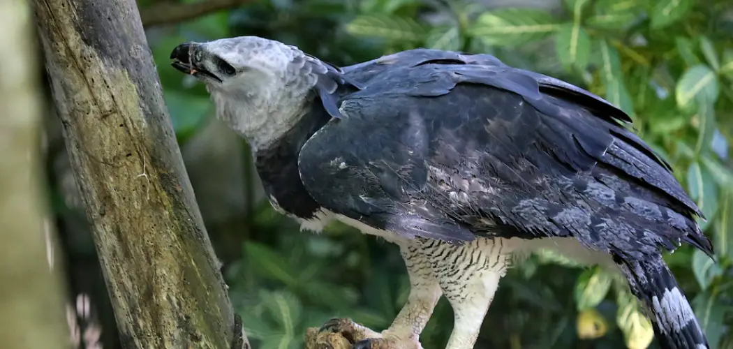 Harpy Eagle Meaning, Symbolism and Totem | Explained (2026)