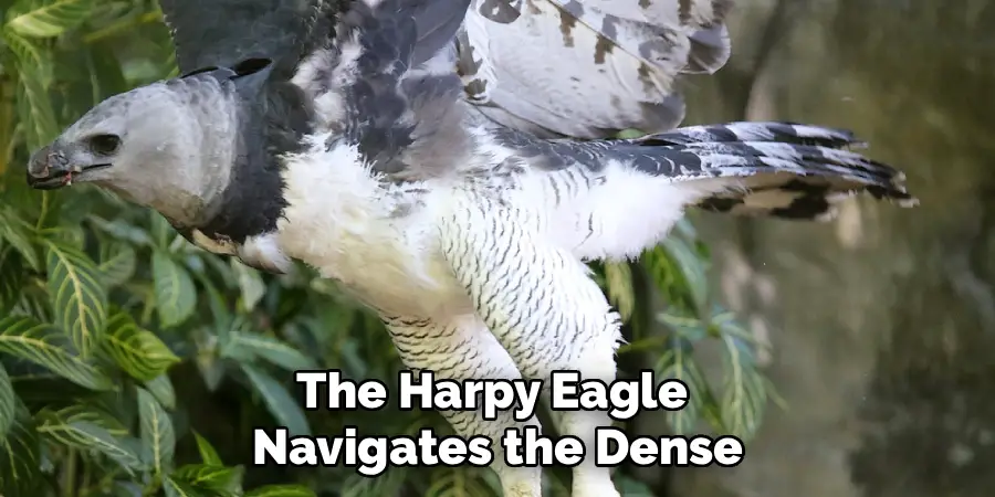 Harpy Eagle Meaning, Symbolism and Totem | Explained (2026)